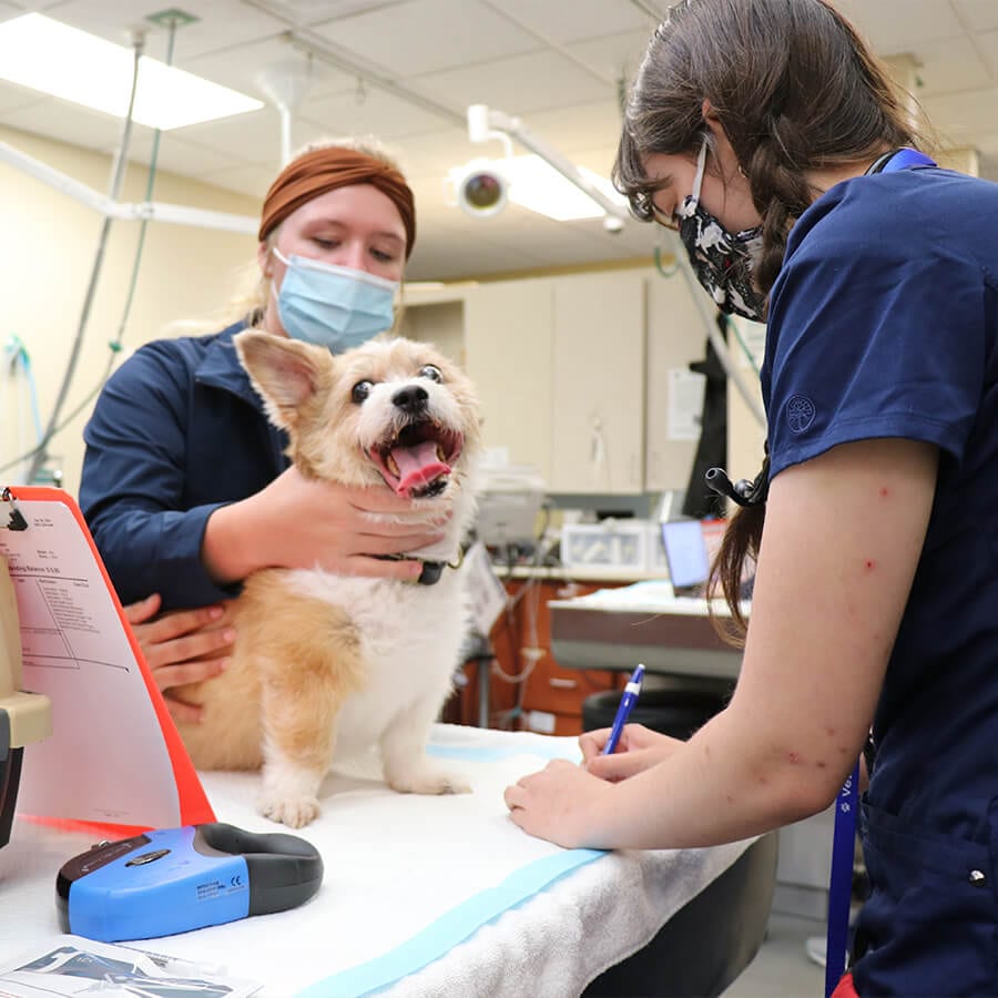 Veterinary Student Scholarships in Winter Haven, FL | Veterinary ...