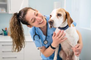 Veterinary Career Options: No Shortage of Positions | Veterinary ...